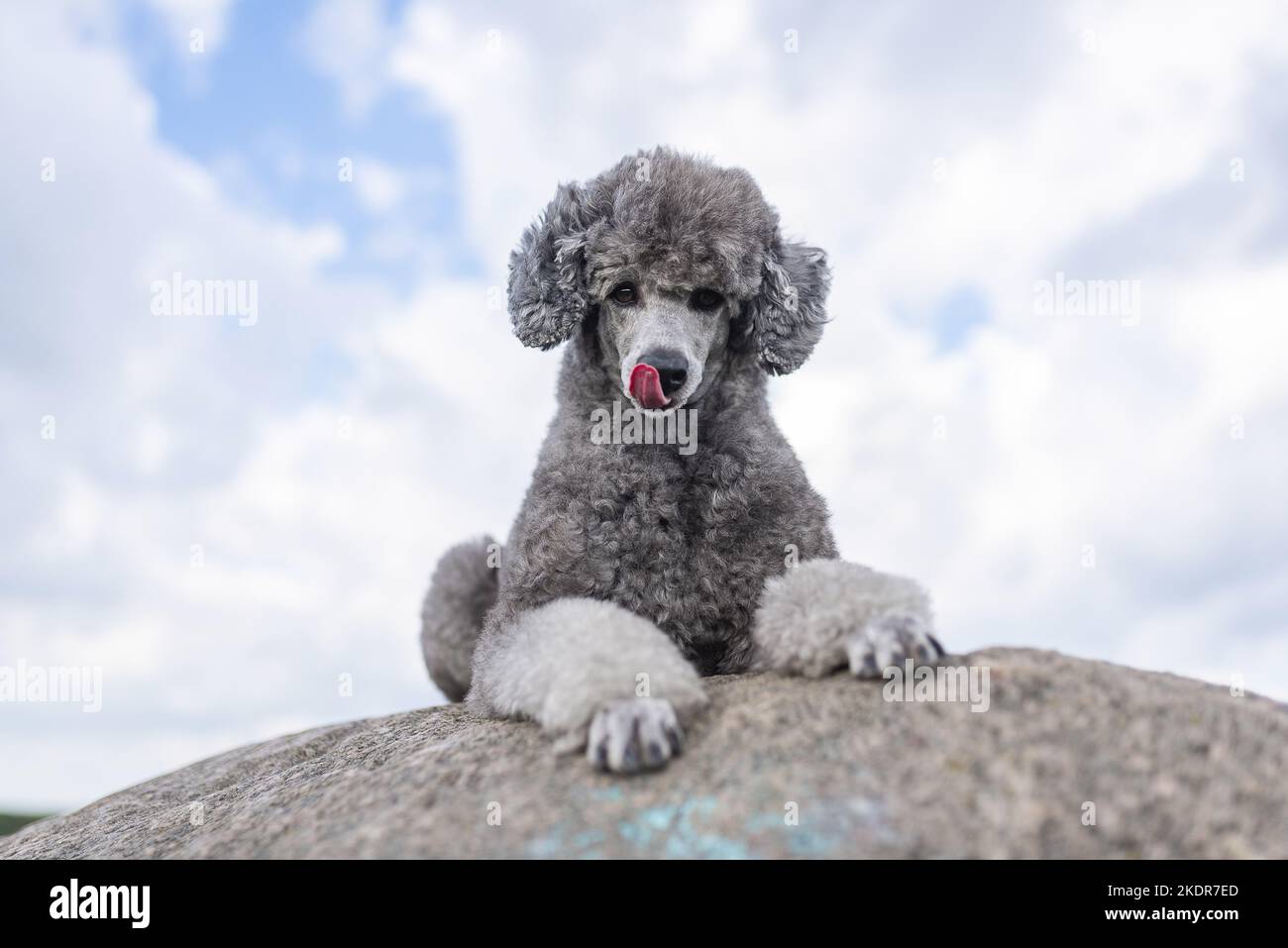 lying Royal Standard Poodle Stock Photo - Alamy