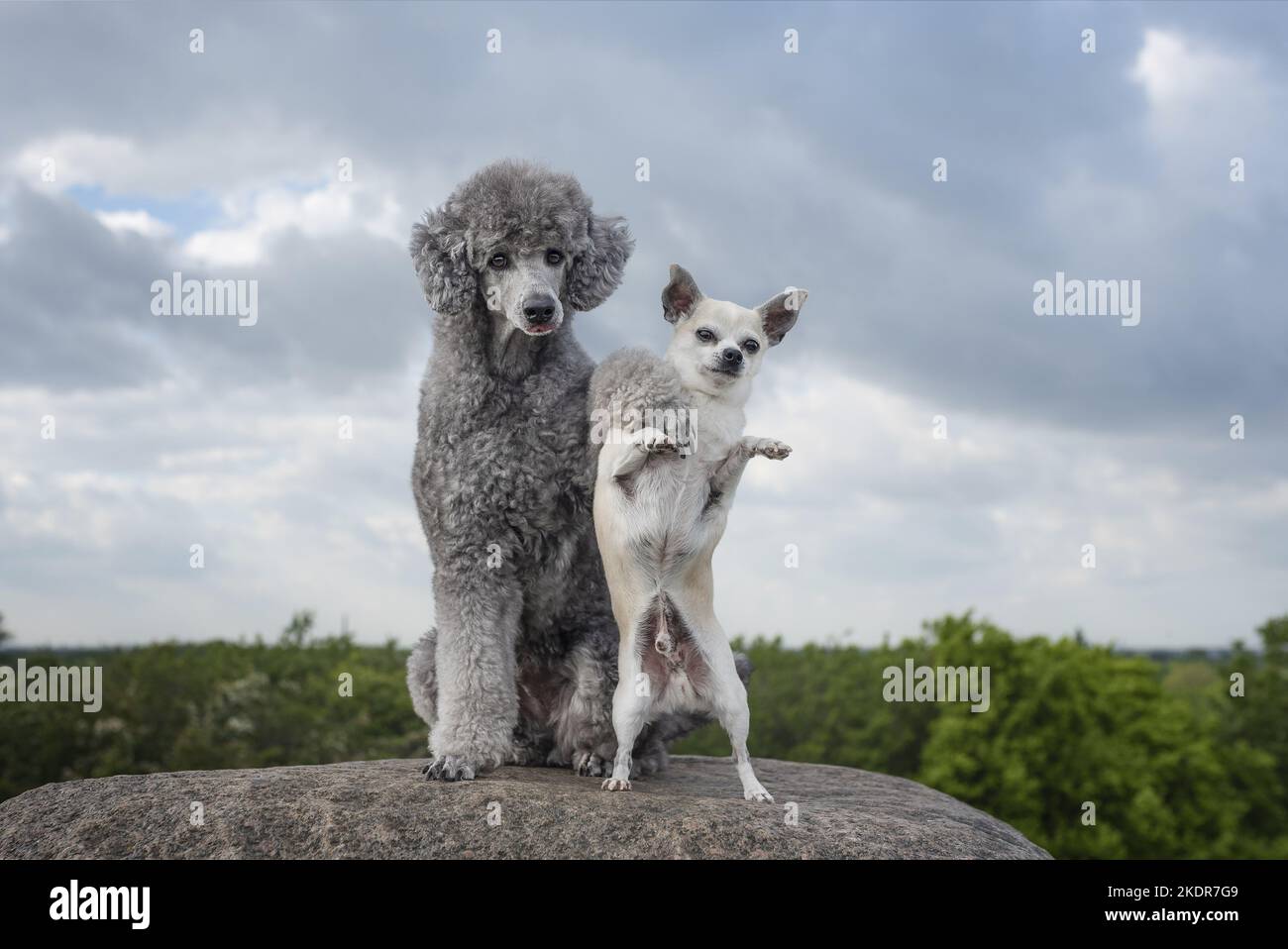 Caniche chihuahua hi-res stock photography and images - Alamy