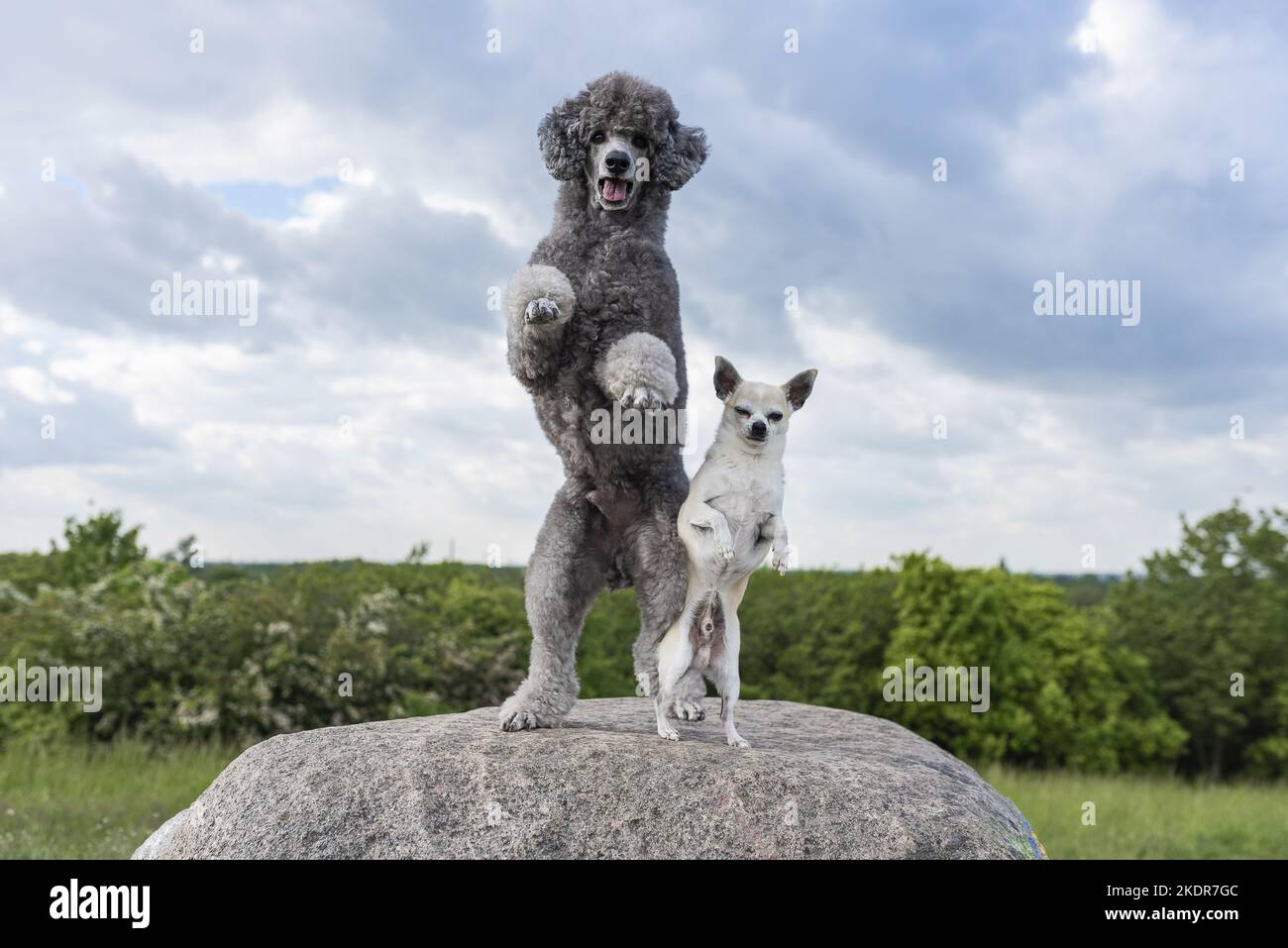 Caniche chihuahua hi-res stock photography and images - Alamy
