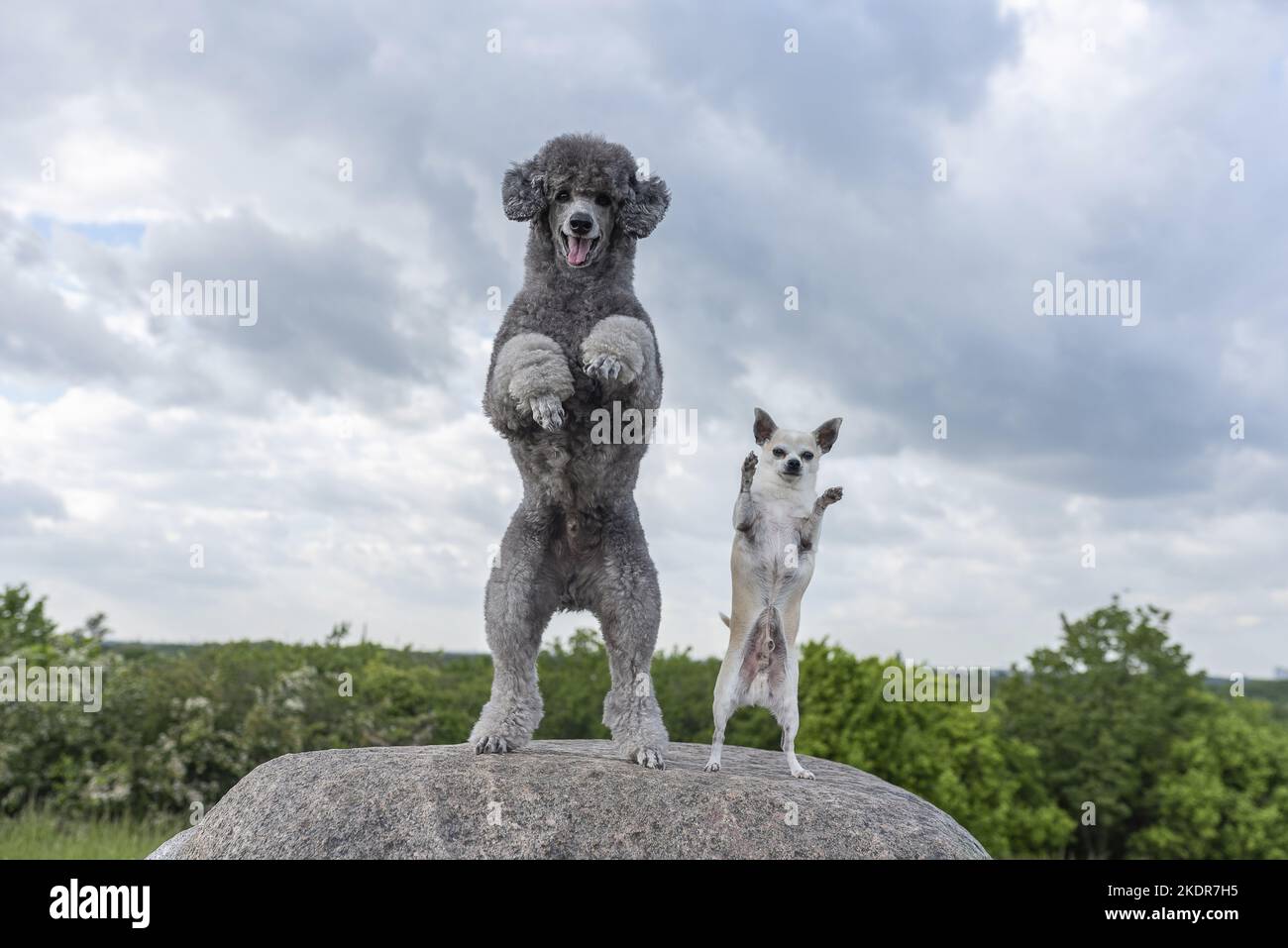 Caniche chihuahua hi-res stock photography and images - Alamy
