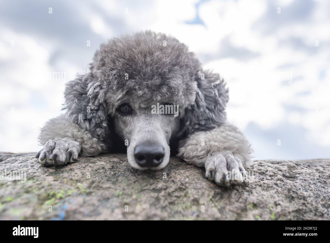 lying Royal Standard Poodle Stock Photo - Alamy