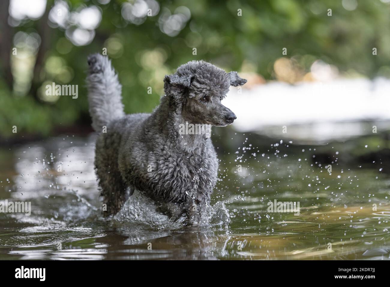 walking Royal Standard Poodle Stock Photo - Alamy