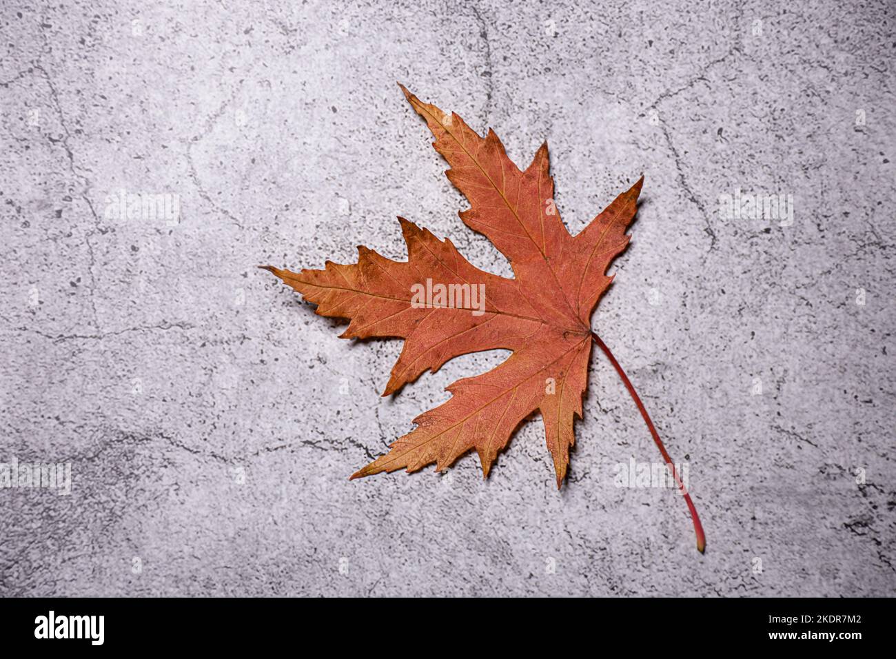 Leaf on concrete hi-res stock photography and images - Alamy