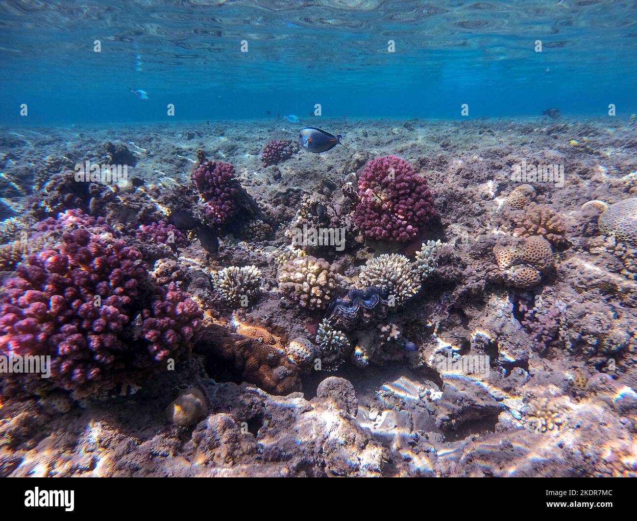 Colorful tropical fish Sohal Surgeon fish (Acanthurus Sohal) tang ...