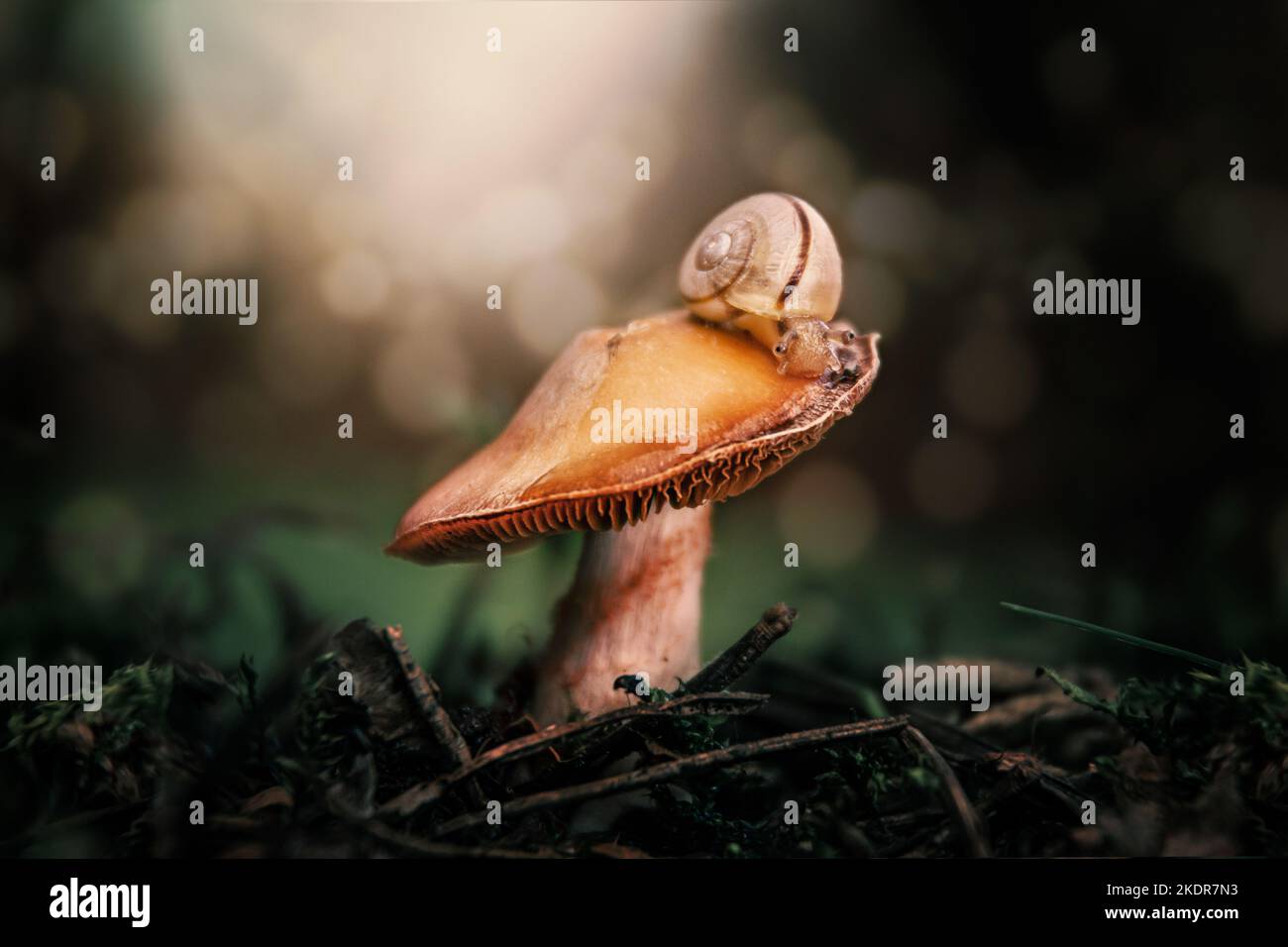 Forest mushroom over moss hi-res stock photography and images - Alamy