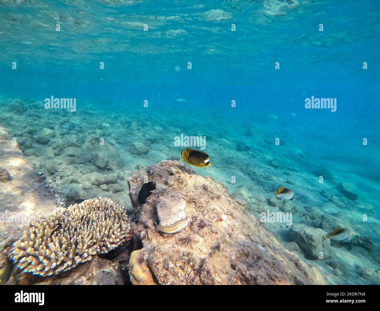 Tropical Diagonal or Raccoon butterflyfish known as chaetodon fasciatus ...