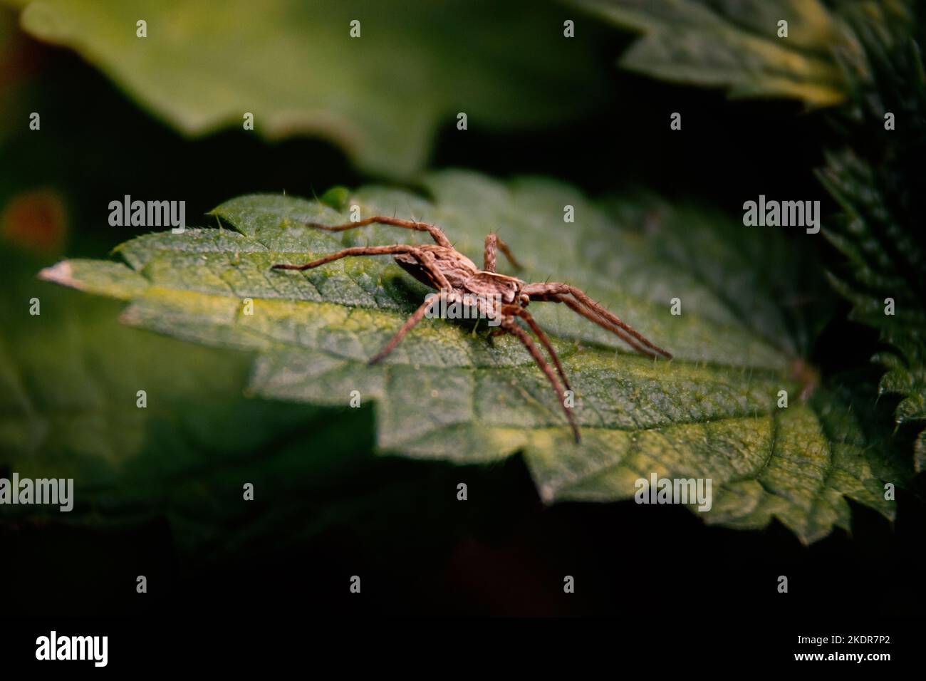 Season thicket wild nature hi-res stock photography and images - Alamy