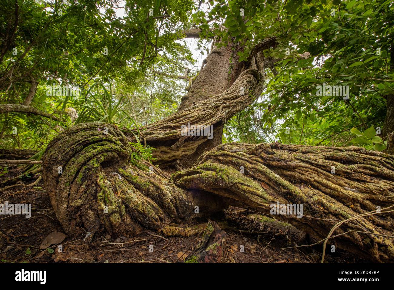 Biggest Liana in Central America Stock Photo - Alamy