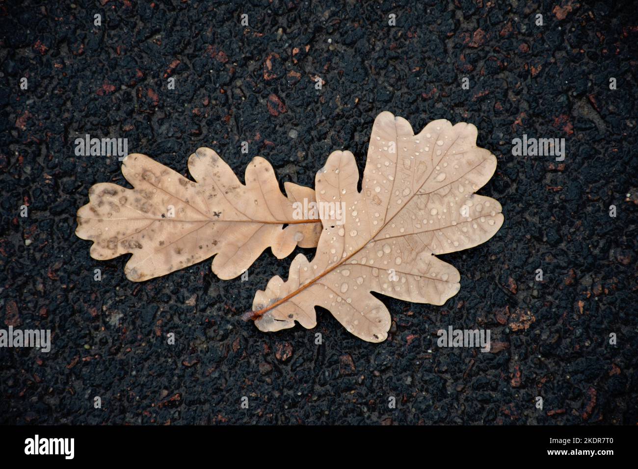 pattern autumn wilted leaves in raindrops on gray wet asphalt Stock ...
