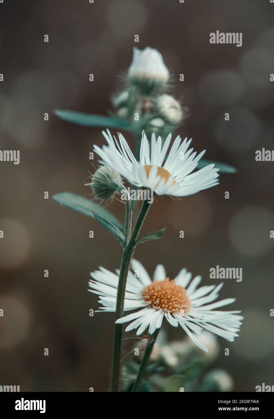 beautiful field daisies on an autumn day, for design and background ...