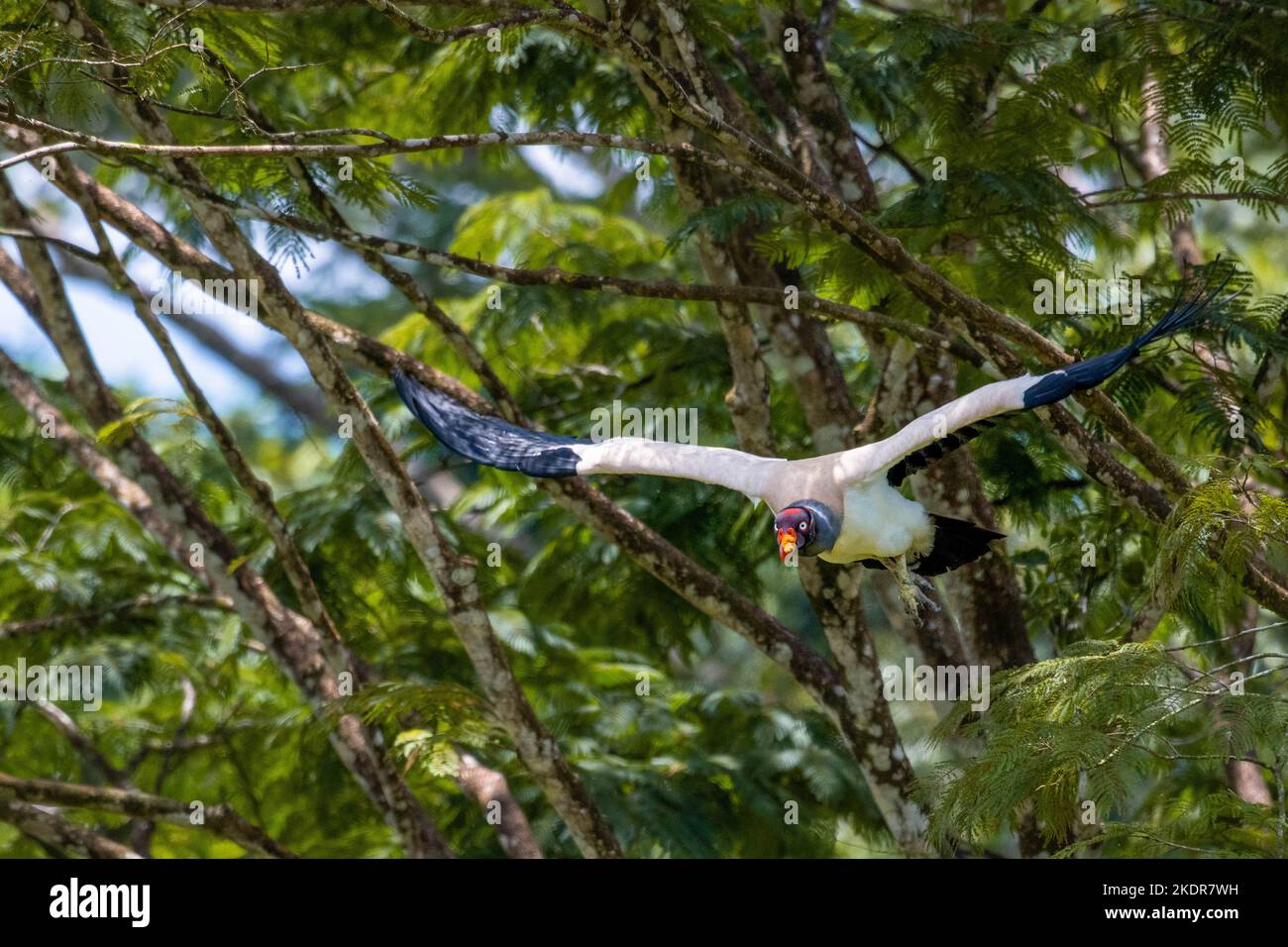 Canopy bird rainforest hi-res stock photography and images - Alamy