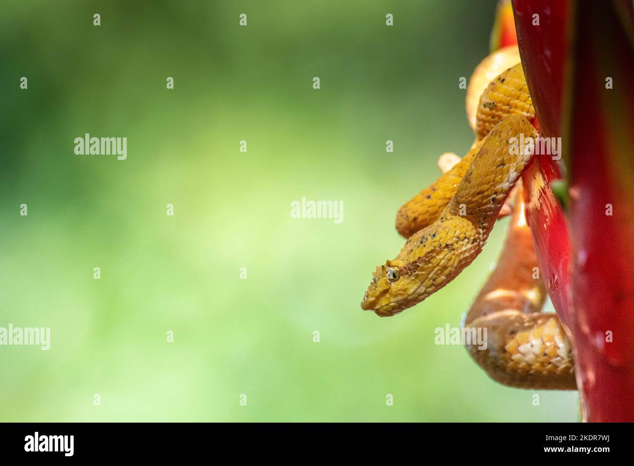 Neotropical viper hi-res stock photography and images - Alamy