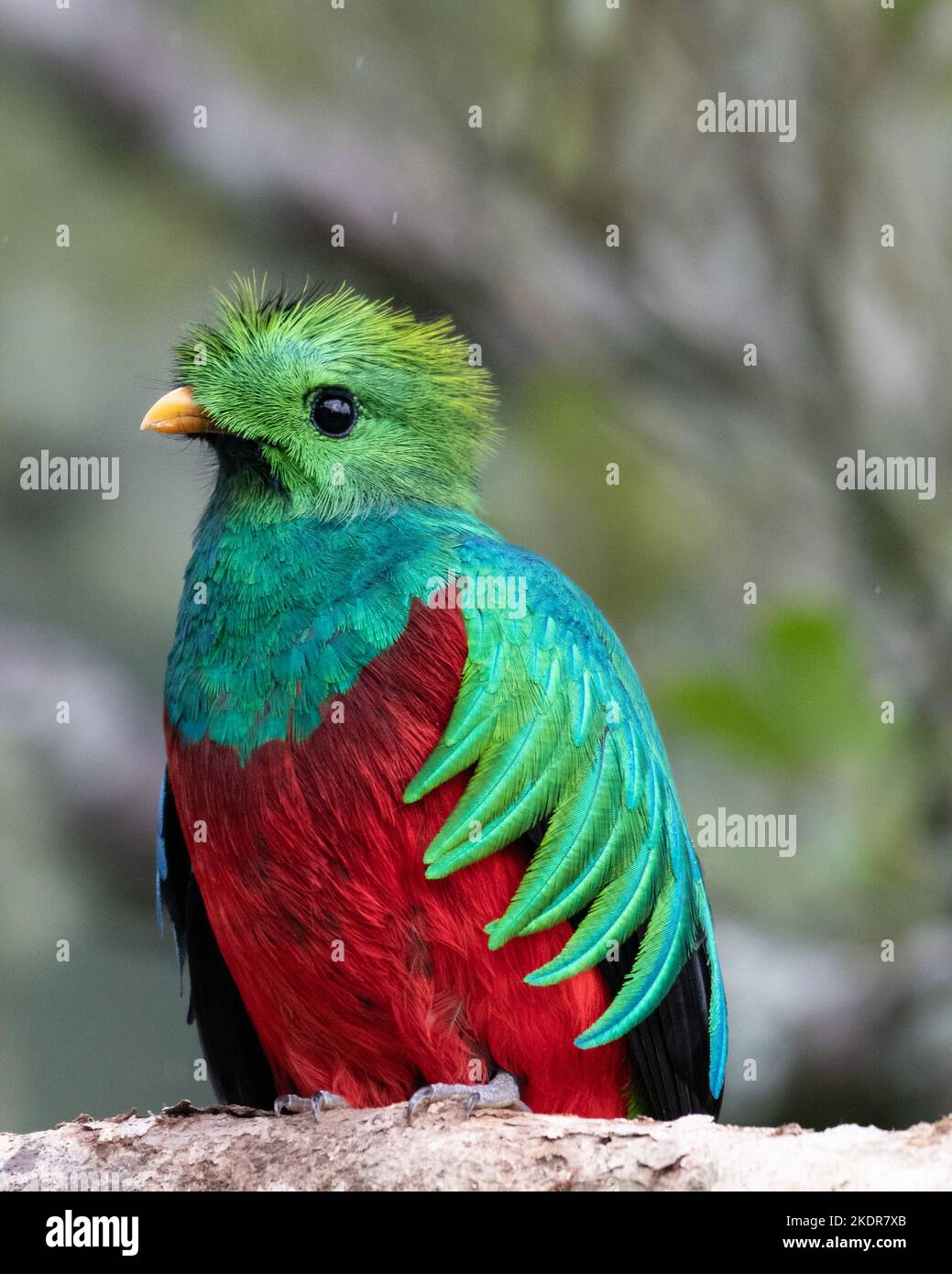 Quezal in the clouds Stock Photo - Alamy