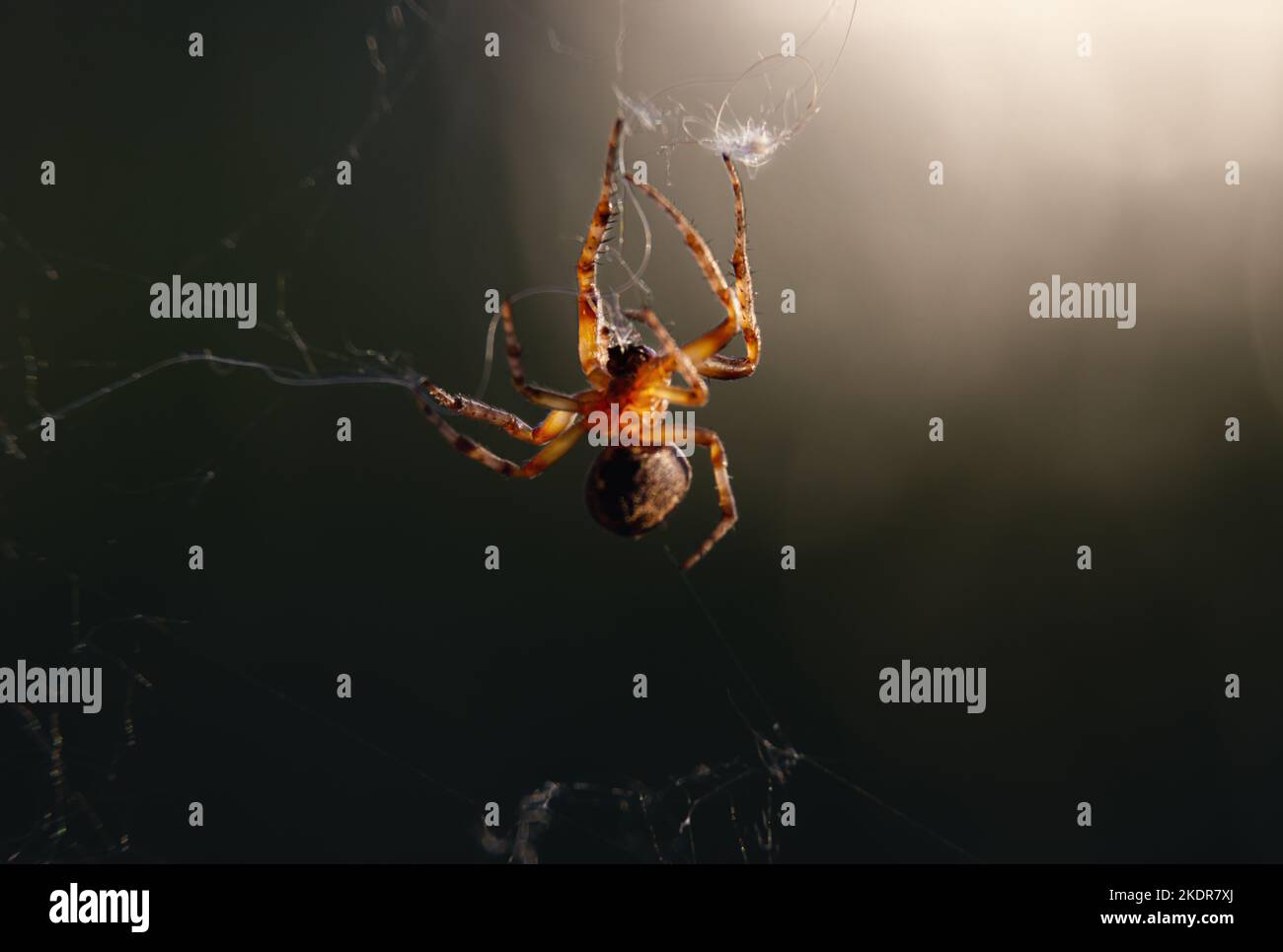 Harvest spider hi-res stock photography and images - Alamy