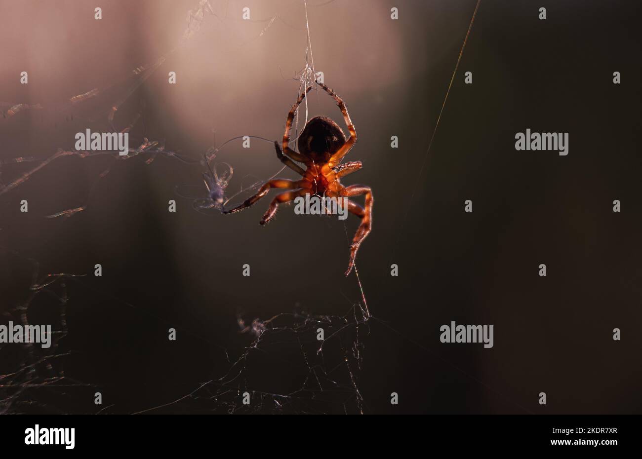 Harvest spider hi-res stock photography and images - Alamy