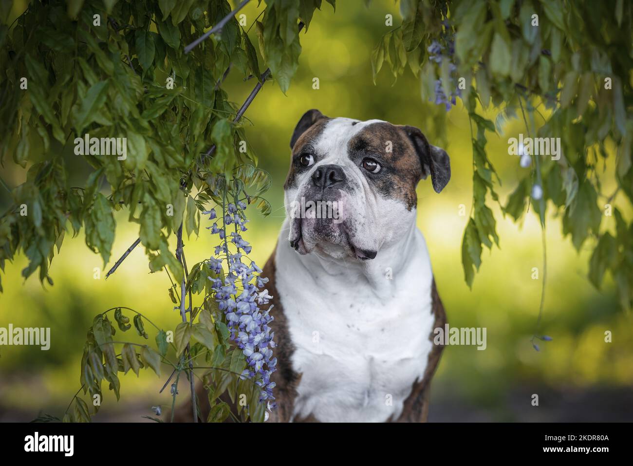 Olde English Bulldog Portrait Stock Photo - Alamy