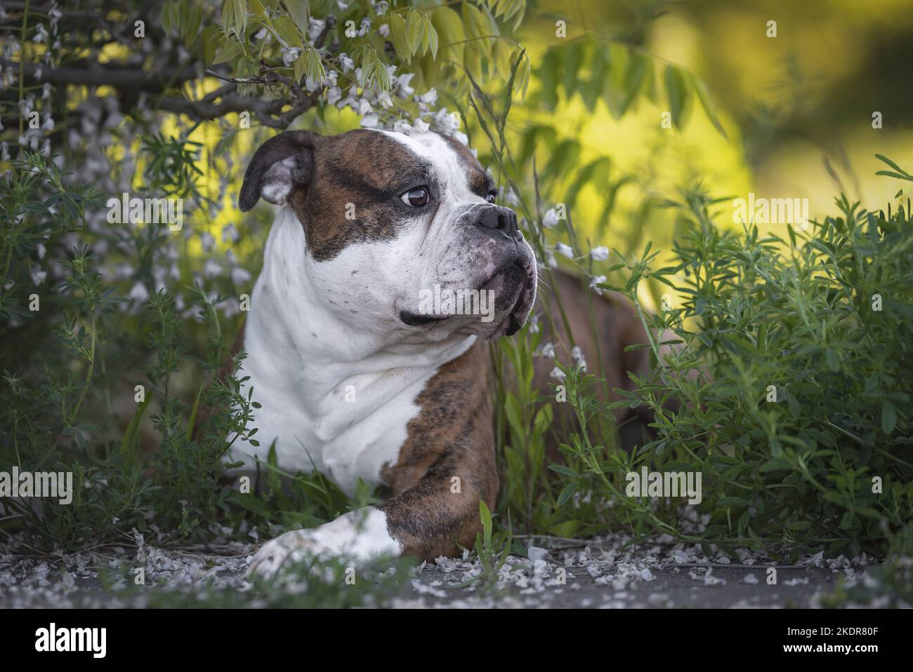 Olde English Bulldog Stock Photo - Alamy