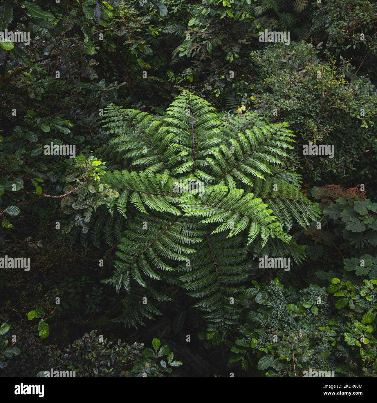 Giant Tree Fern Stock Photo - Alamy