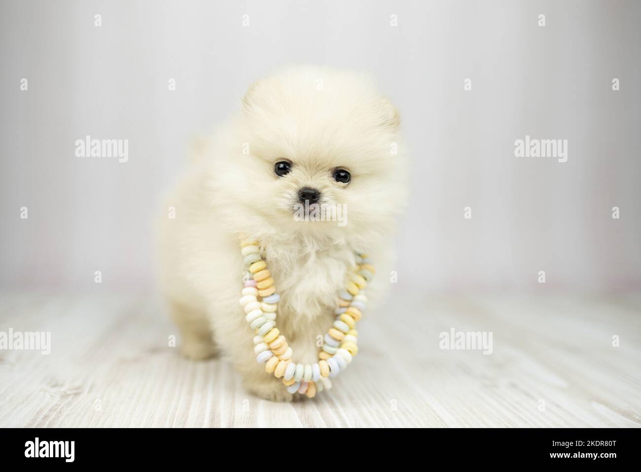 Cute pomeranian spitz collar hi-res stock photography and images - Alamy