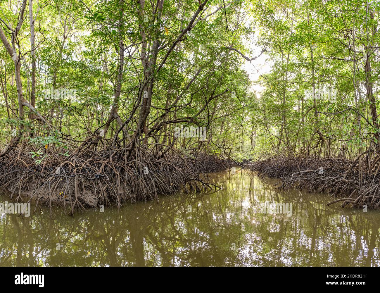 Mangrove waterfall hi-res stock photography and images - Alamy