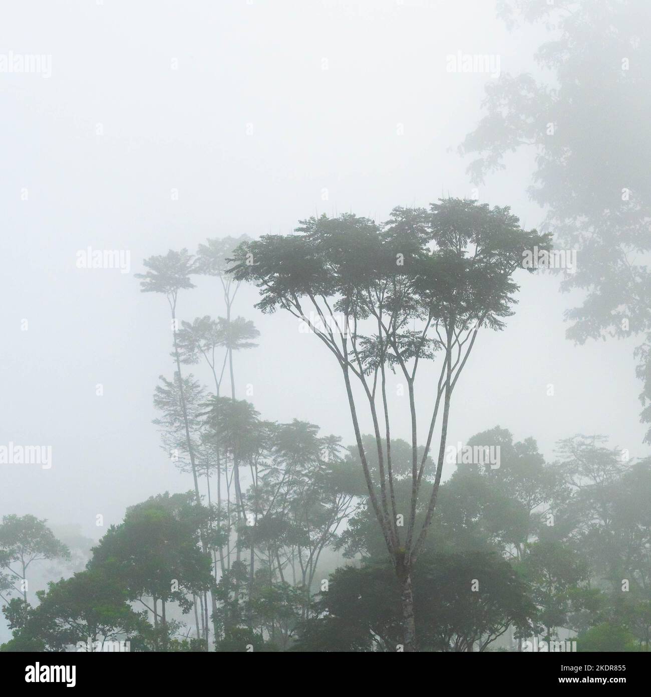 Morning mist before sunrise Stock Photo - Alamy