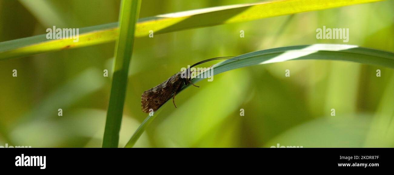 Caddis flies hi-res stock photography and images - Alamy