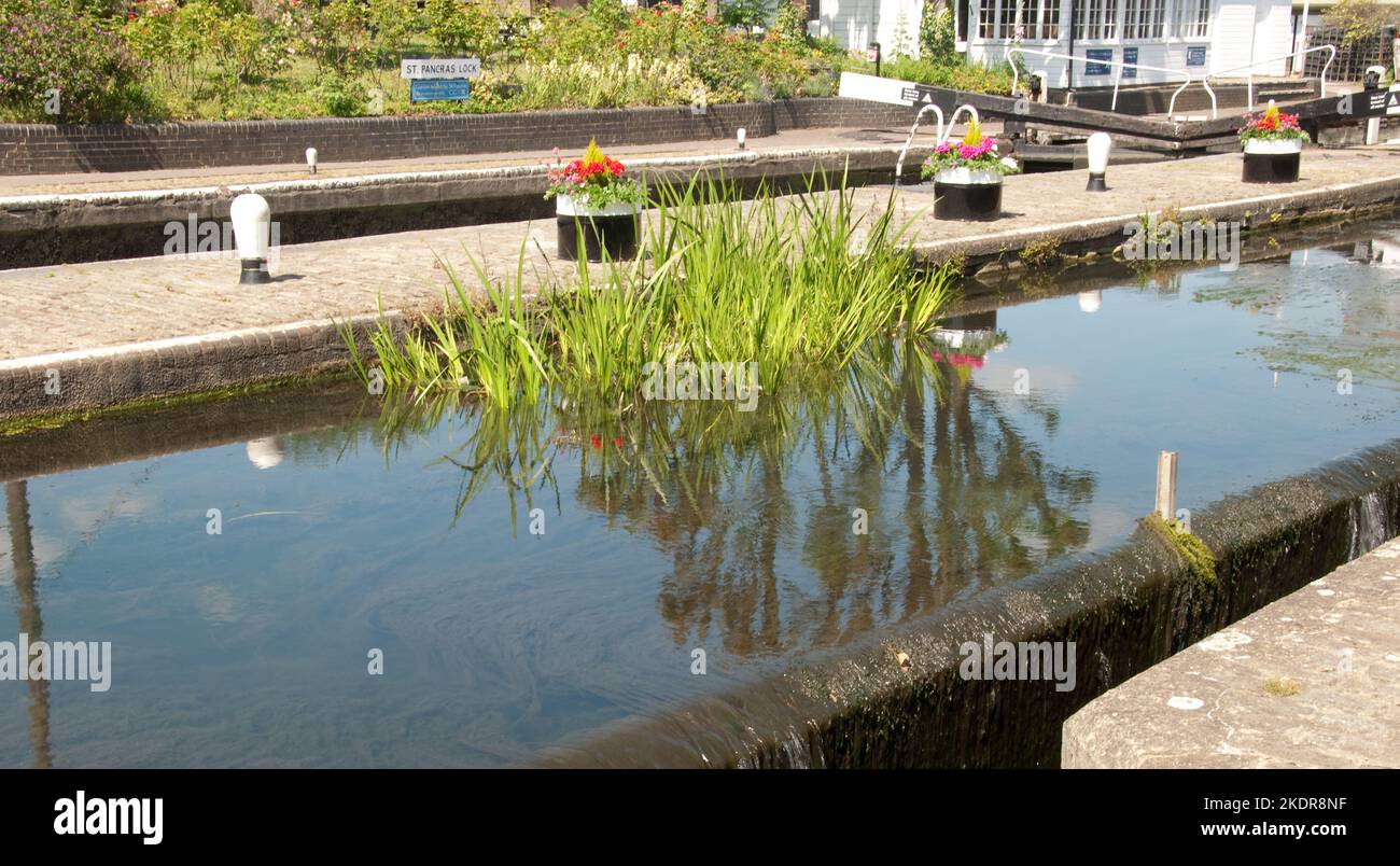 St Pancras Lock, Regent's Canal, London, UK. Plants and flowers ...