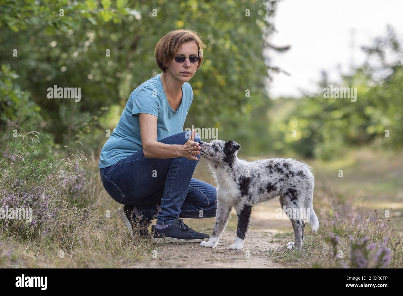 training with young Miniature Australian Shepherd Stock Photo - Alamy