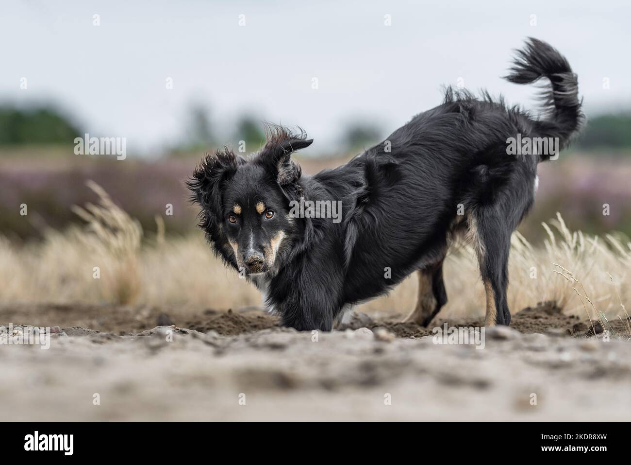 Dogs digging in the sand hi-res stock photography and images - Alamy