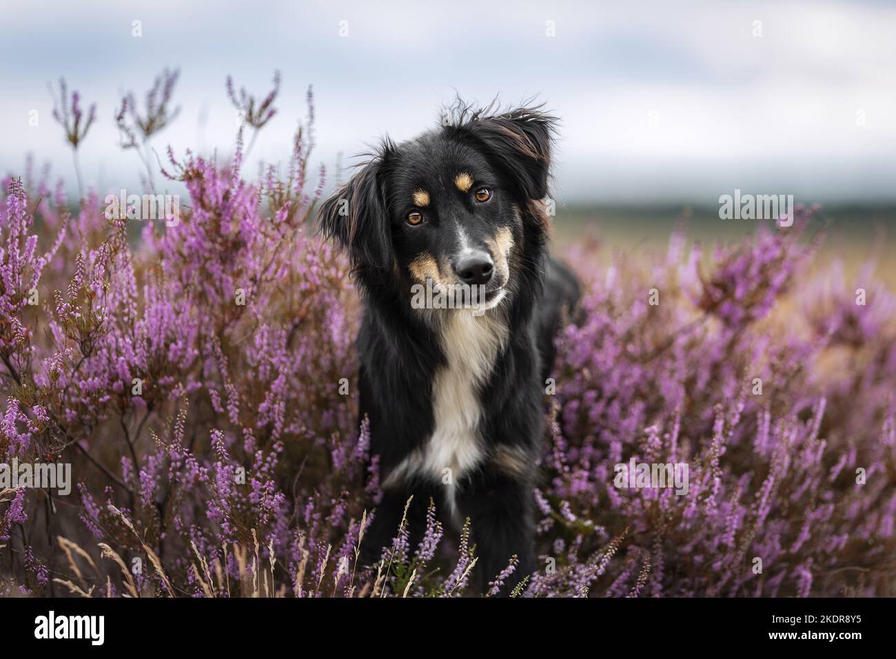 Miniature Australian Shepherd in the heath Stock Photo - Alamy