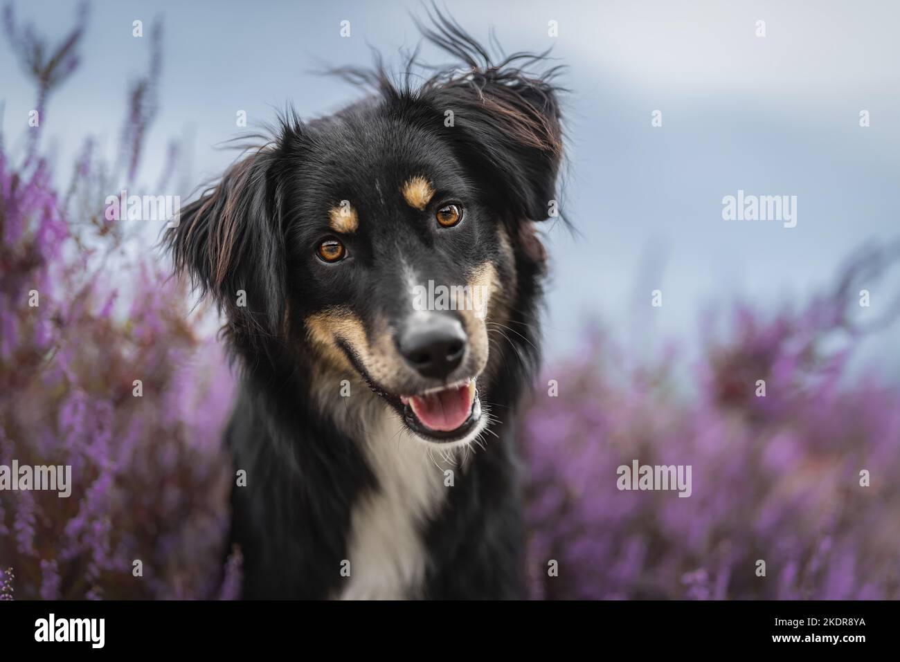 Miniature Australian Shepherd in the heath Stock Photo - Alamy