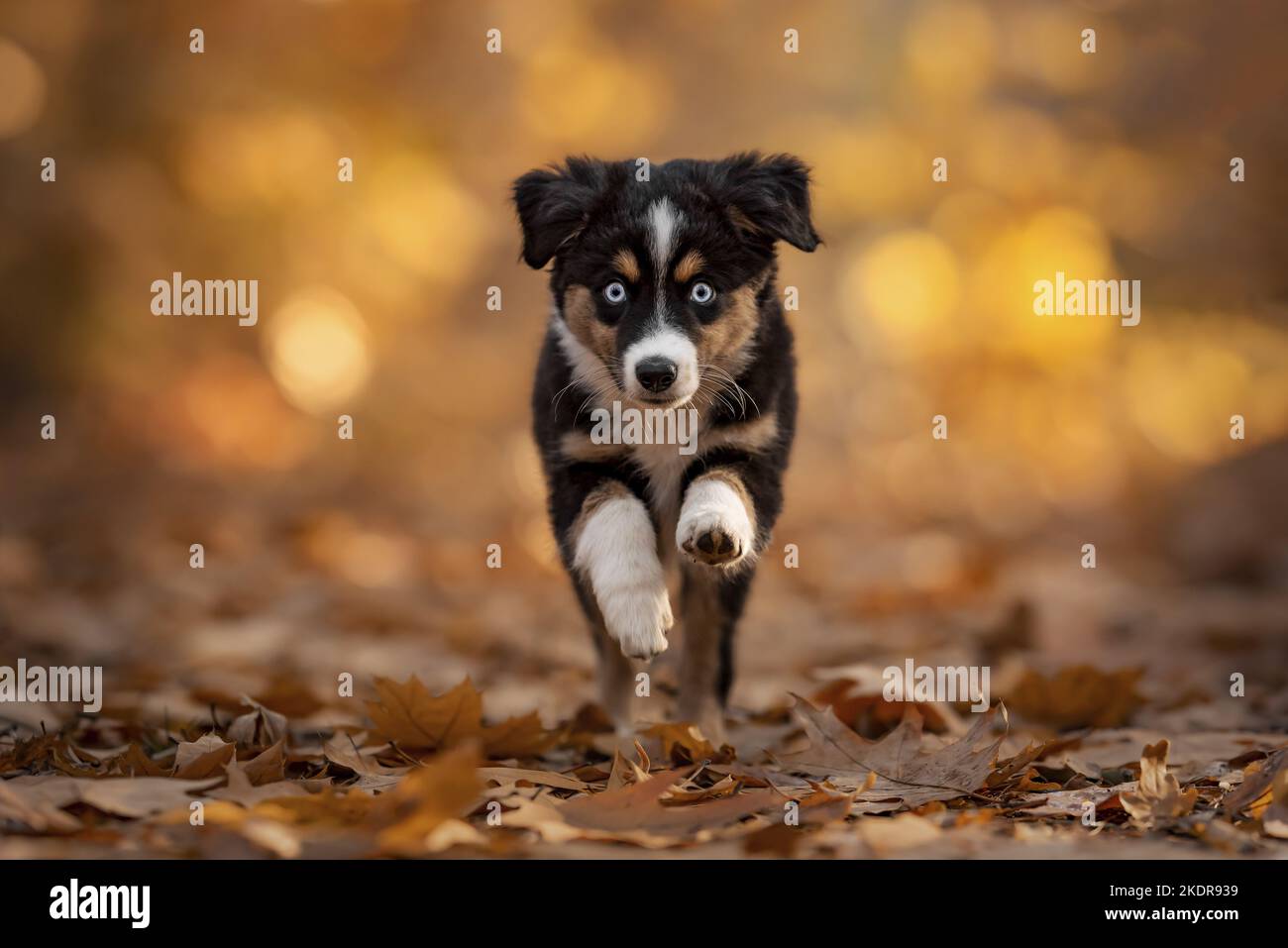 Miniature Australian Shepherd with blue eyes Stock Photo - Alamy
