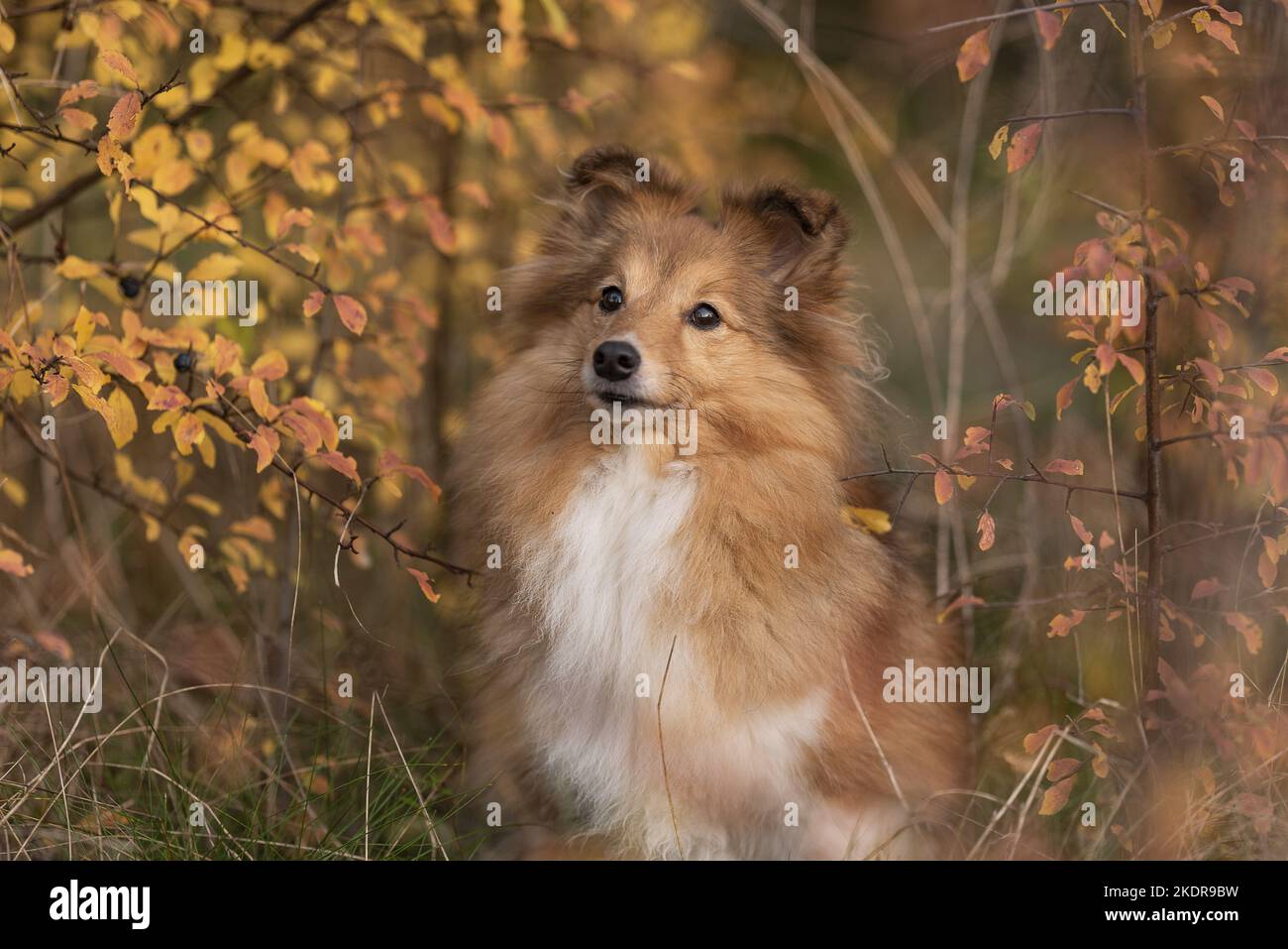 Shetland Sheepdog in autumn Stock Photo - Alamy