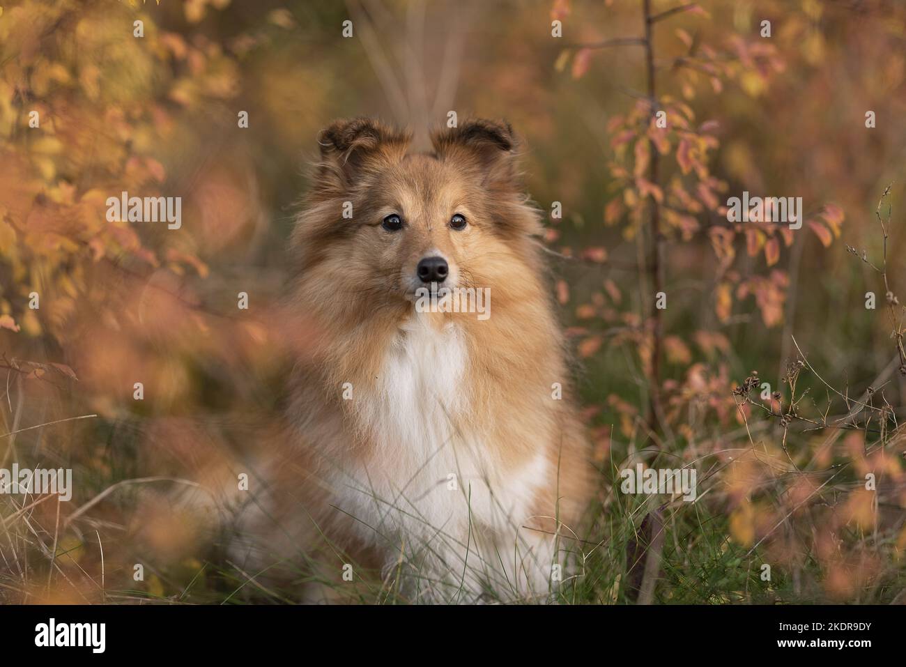 Shetland Sheepdog in autumn Stock Photo - Alamy