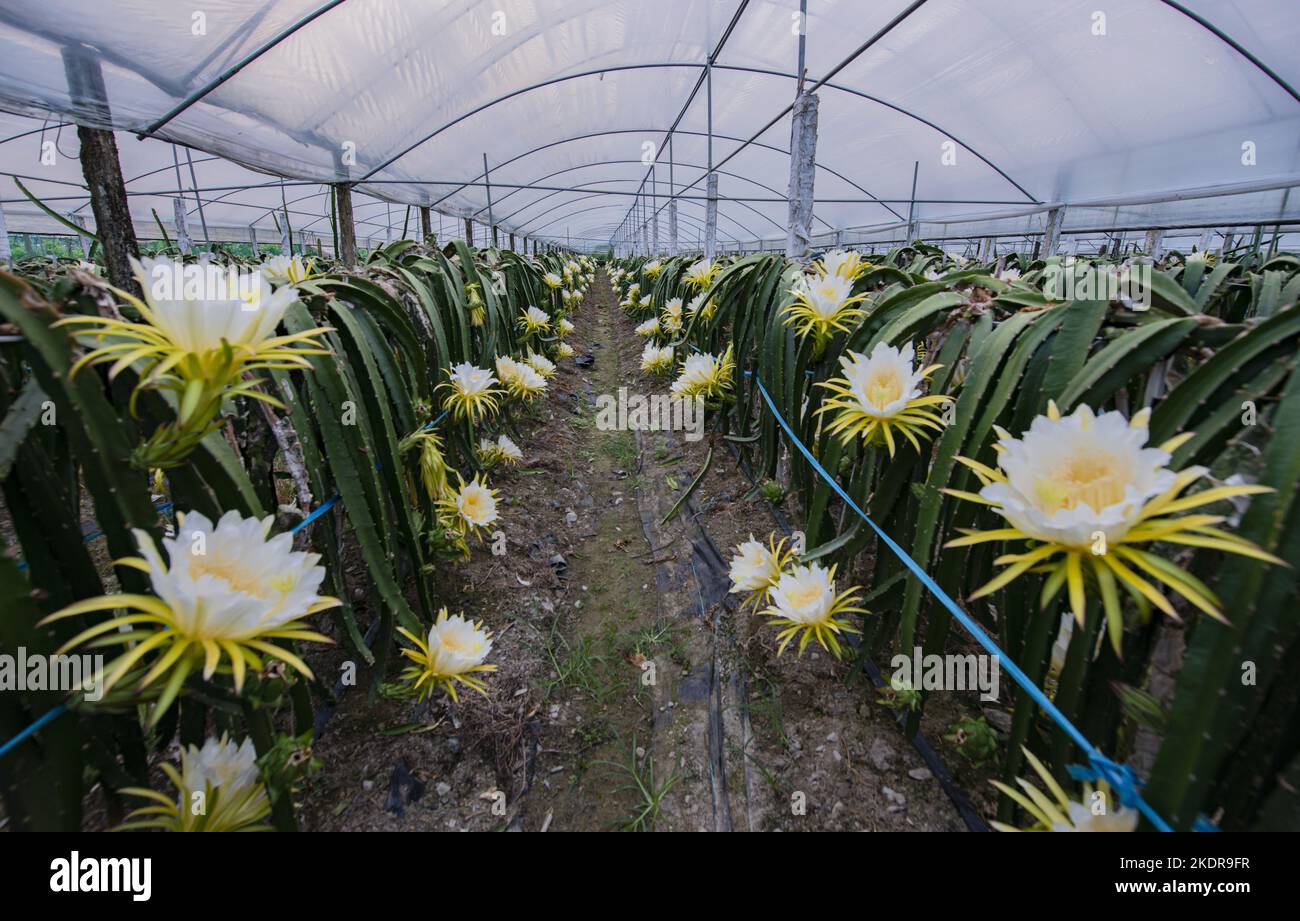 Jade dragon fruit hi-res stock photography and images - Alamy