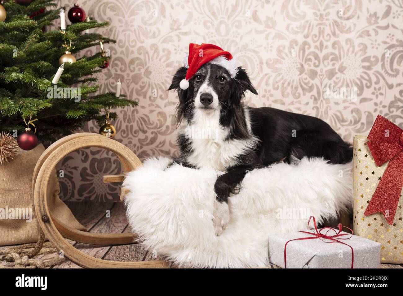 male Border Collie Stock Photo - Alamy