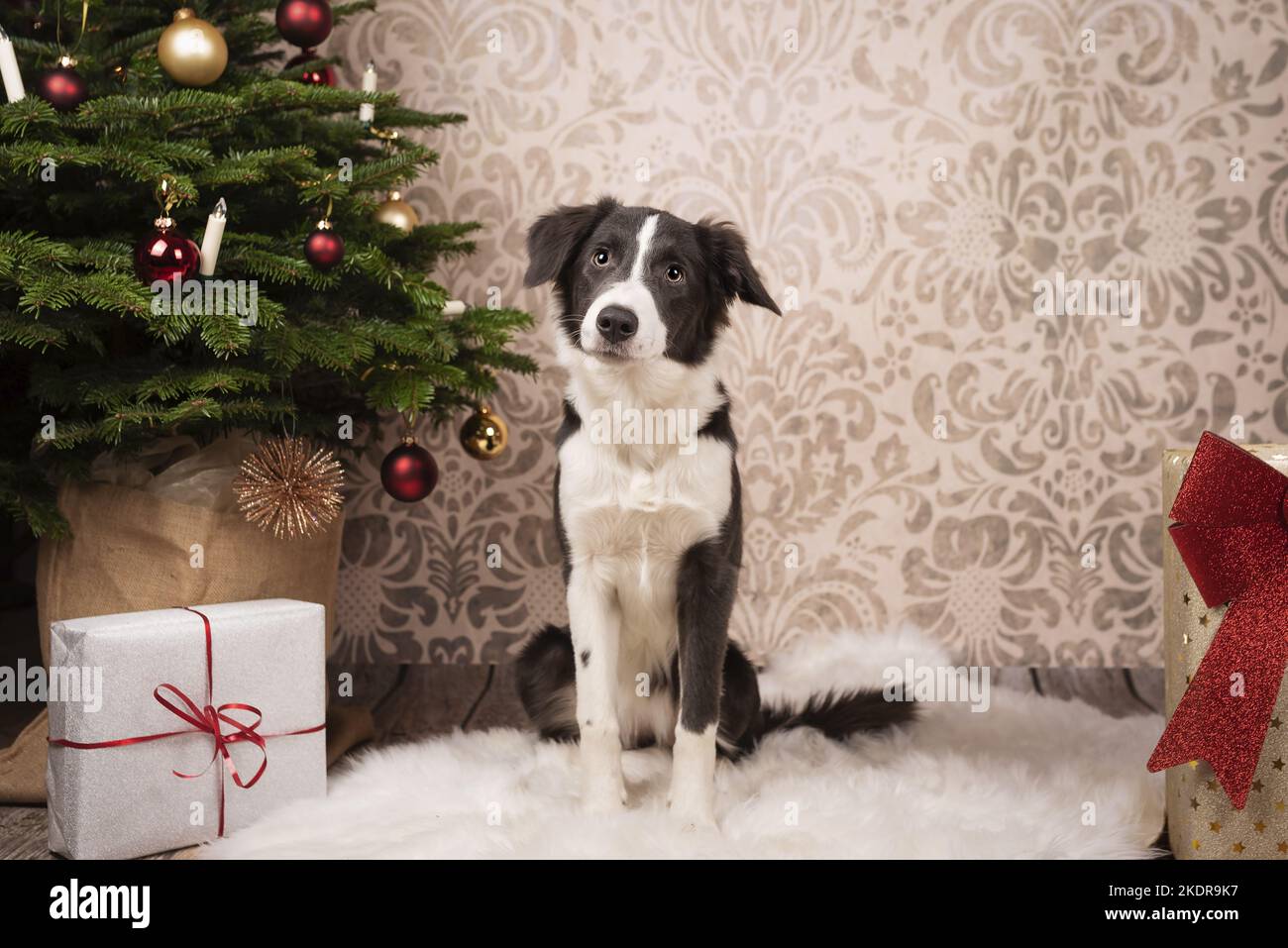 female Border Collie Stock Photo - Alamy