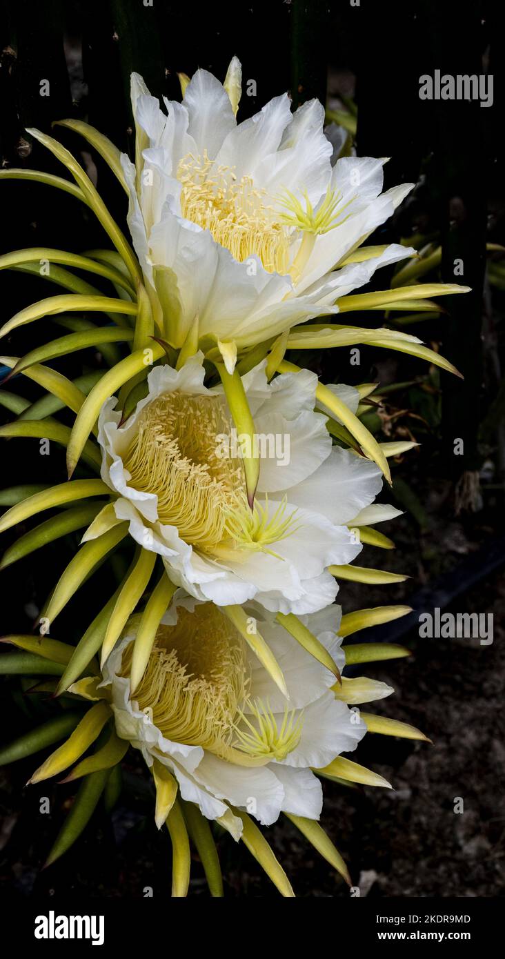 Jade dragon fruit hi-res stock photography and images - Alamy