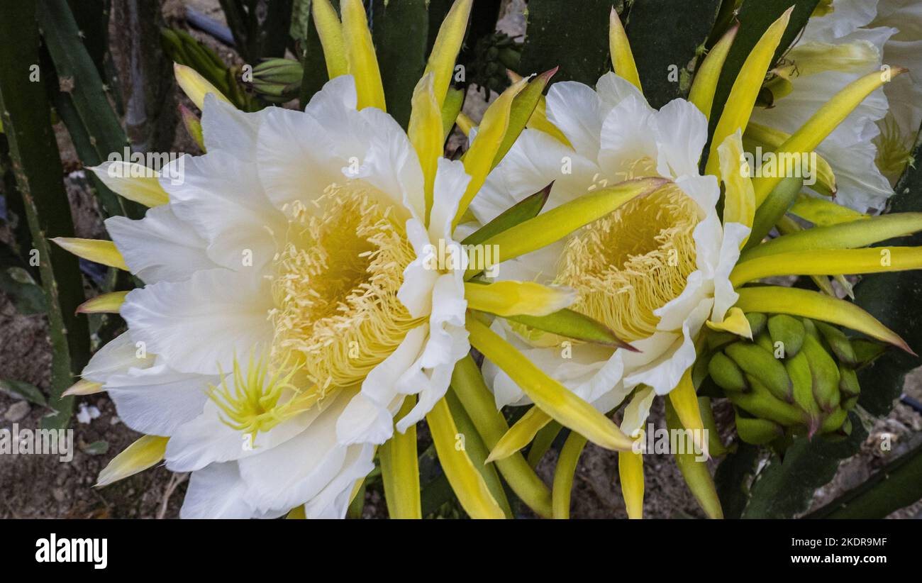 Jade dragon fruit hi-res stock photography and images - Alamy