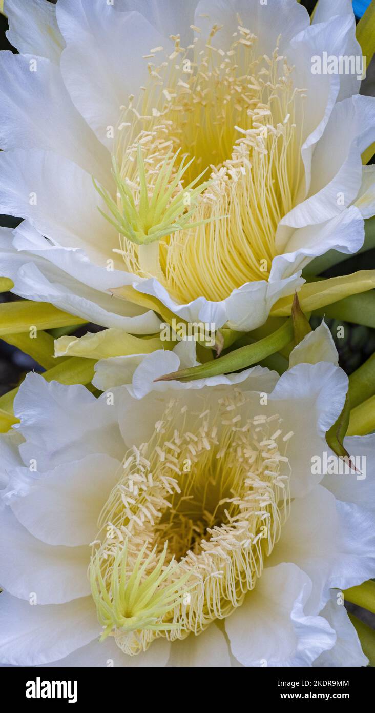 Stay open, bloom, withered pitaya flower Stock Photo - Alamy
