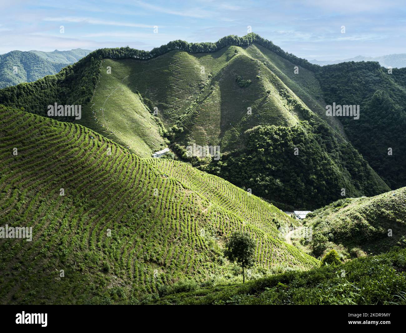 The mountain tea plantations hi-res stock photography and images - Alamy