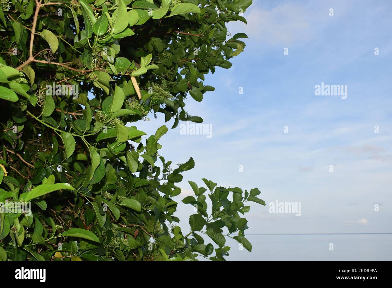 Nice and bright hi-res stock photography and images - Alamy
