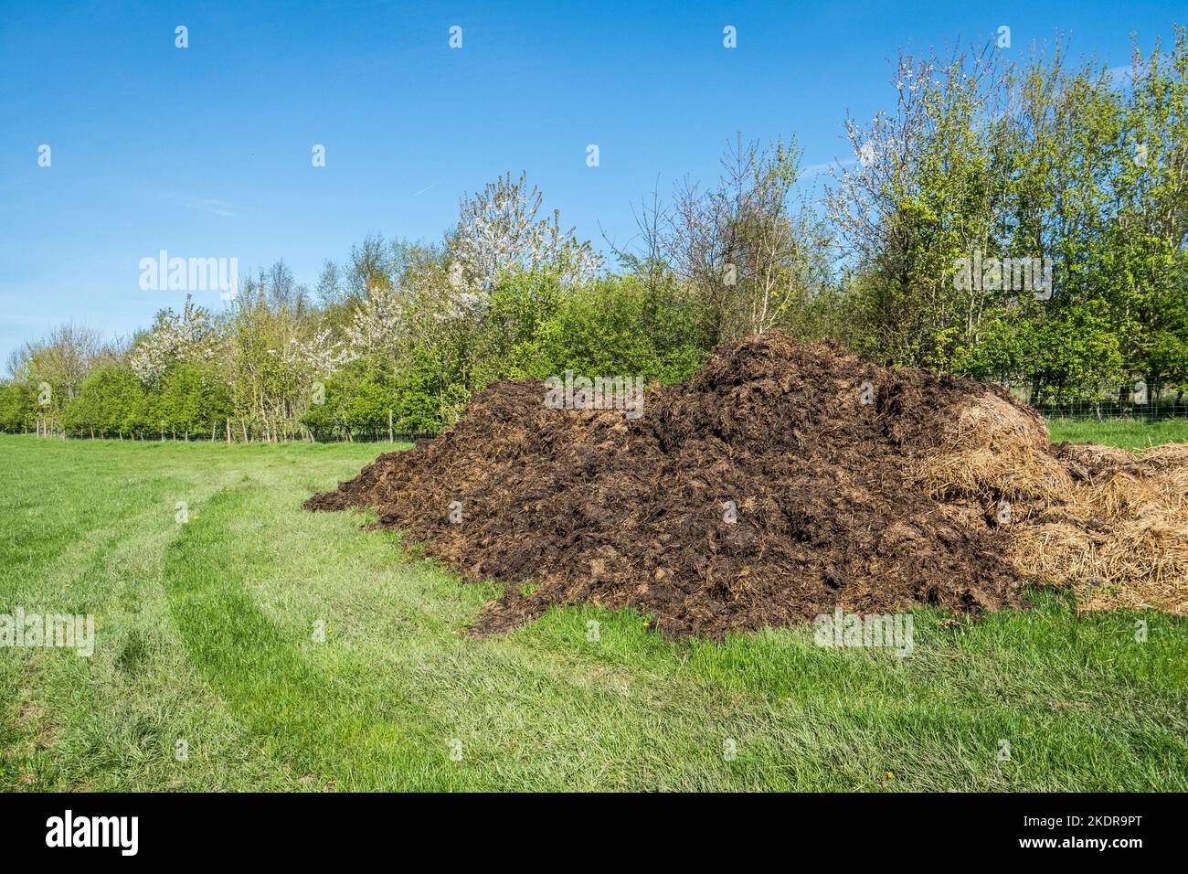 Pile of animal manure and straw beside a footpath, in a field on a ...