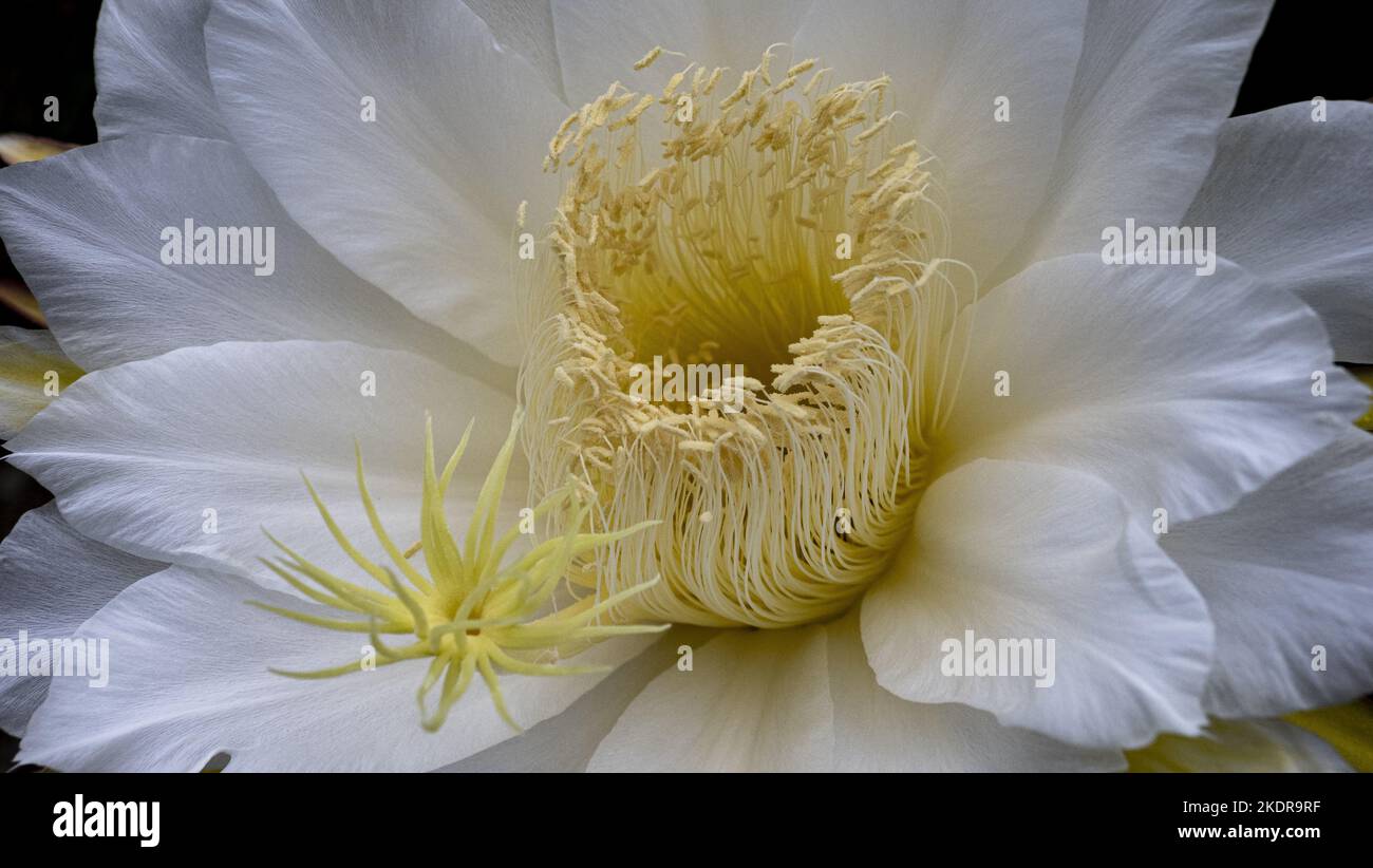 Jade dragon fruit hi-res stock photography and images - Alamy