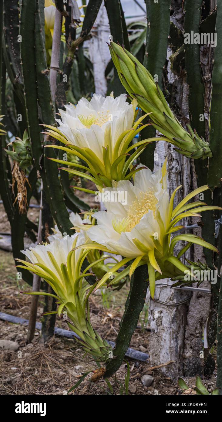 Stay open, bloom, withered pitaya flower Stock Photo - Alamy