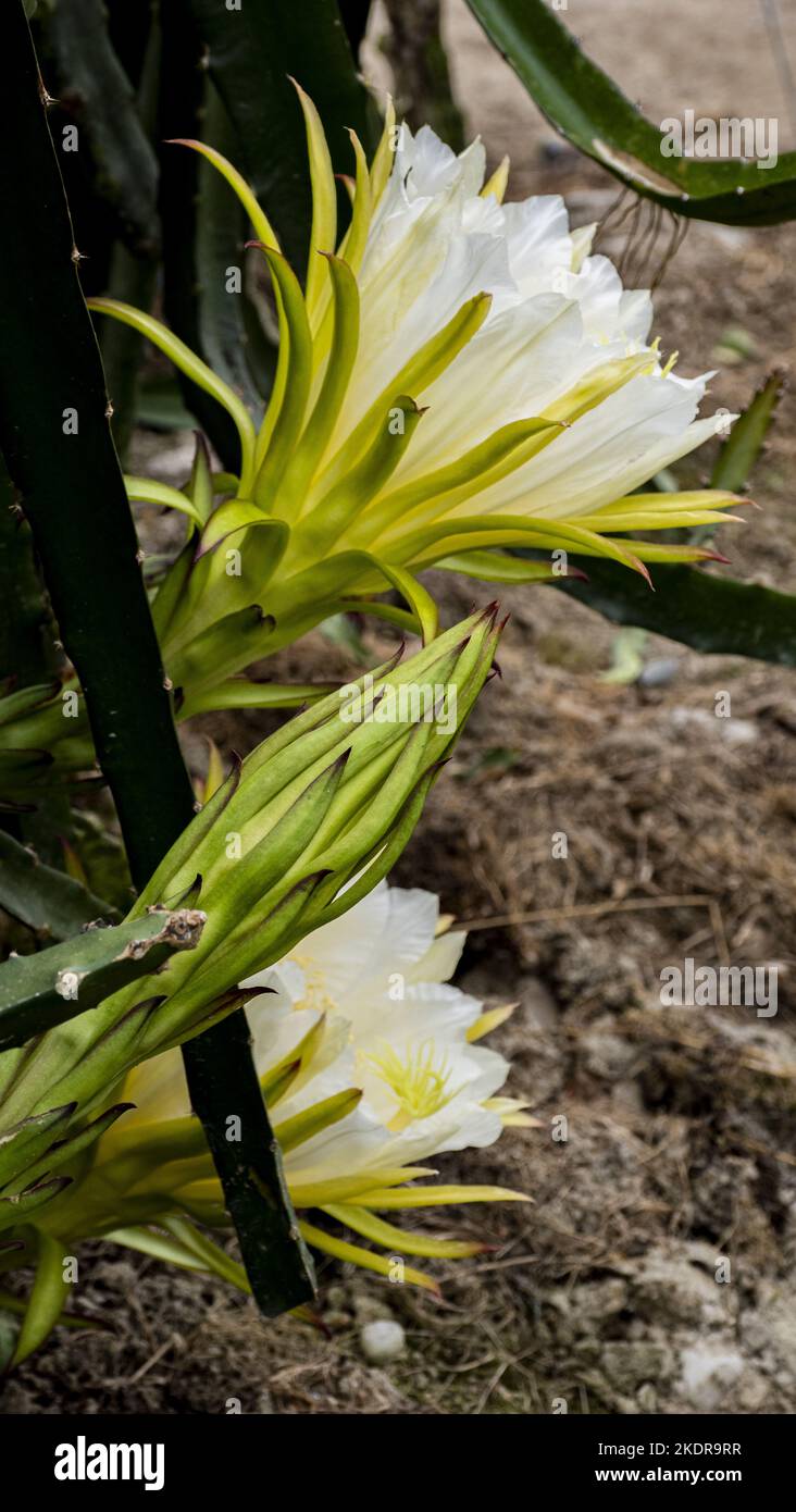Jade dragon fruit hi-res stock photography and images - Alamy