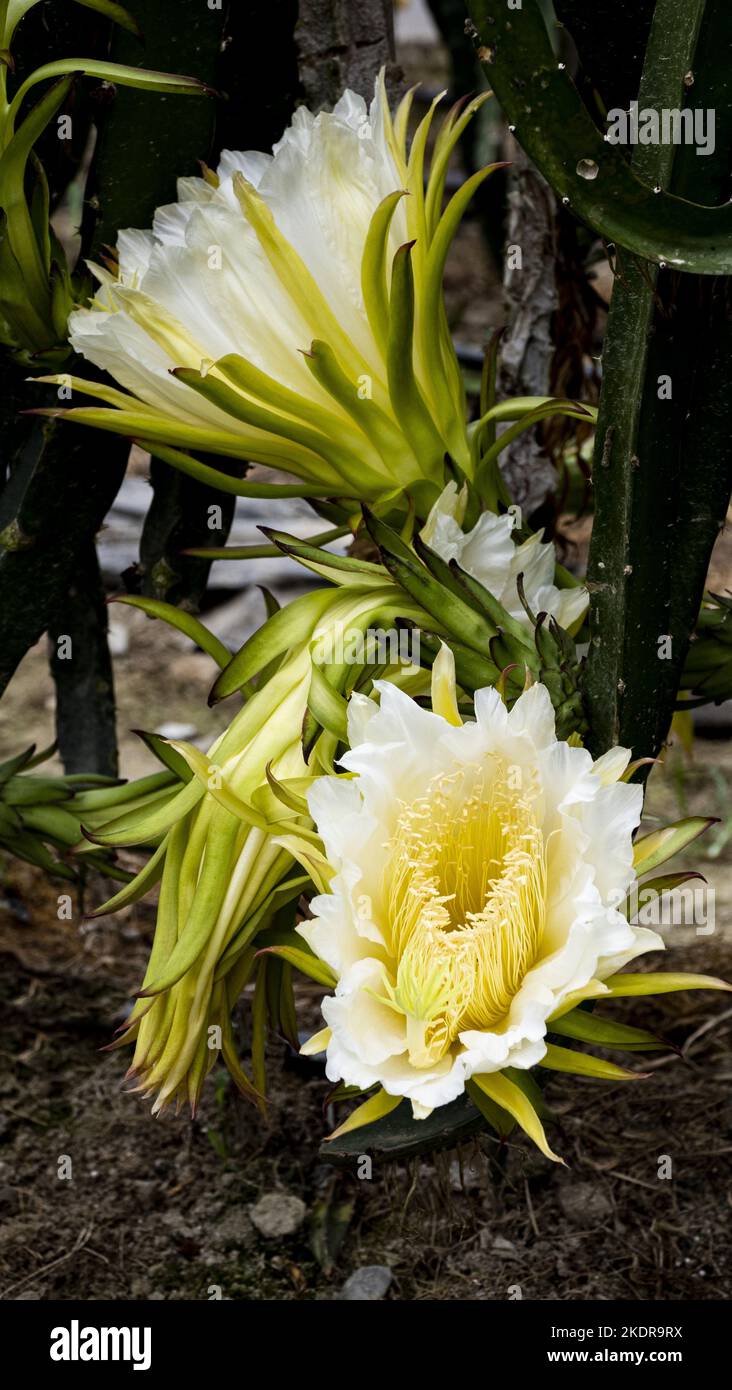 Jade dragon fruit hi-res stock photography and images - Alamy