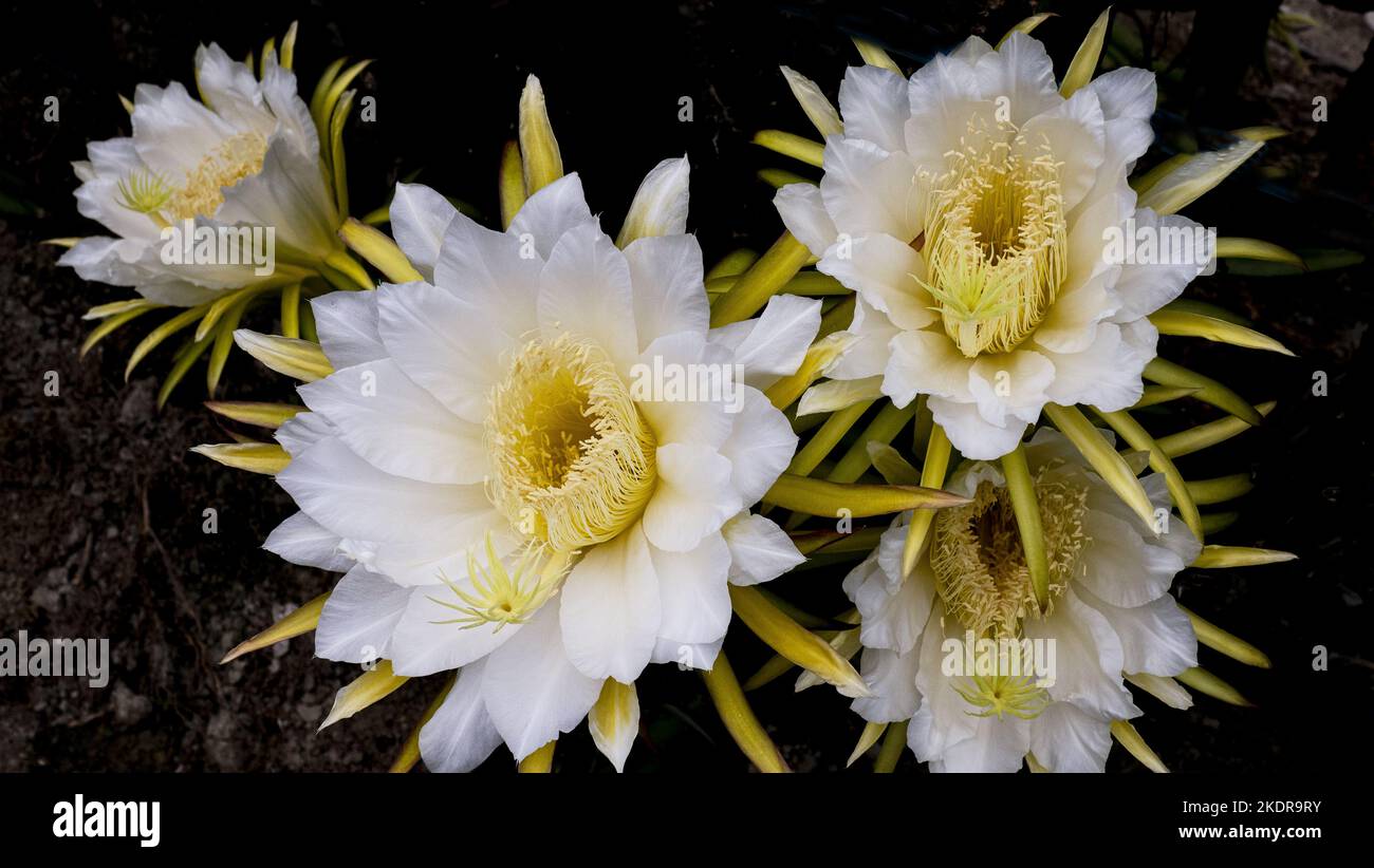 Jade dragon fruit hi-res stock photography and images - Alamy