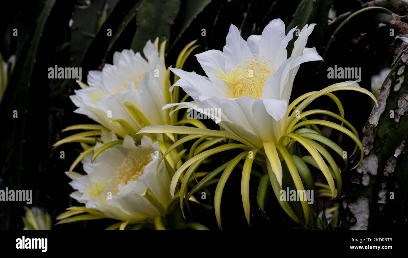 Jade dragon fruit hi-res stock photography and images - Alamy