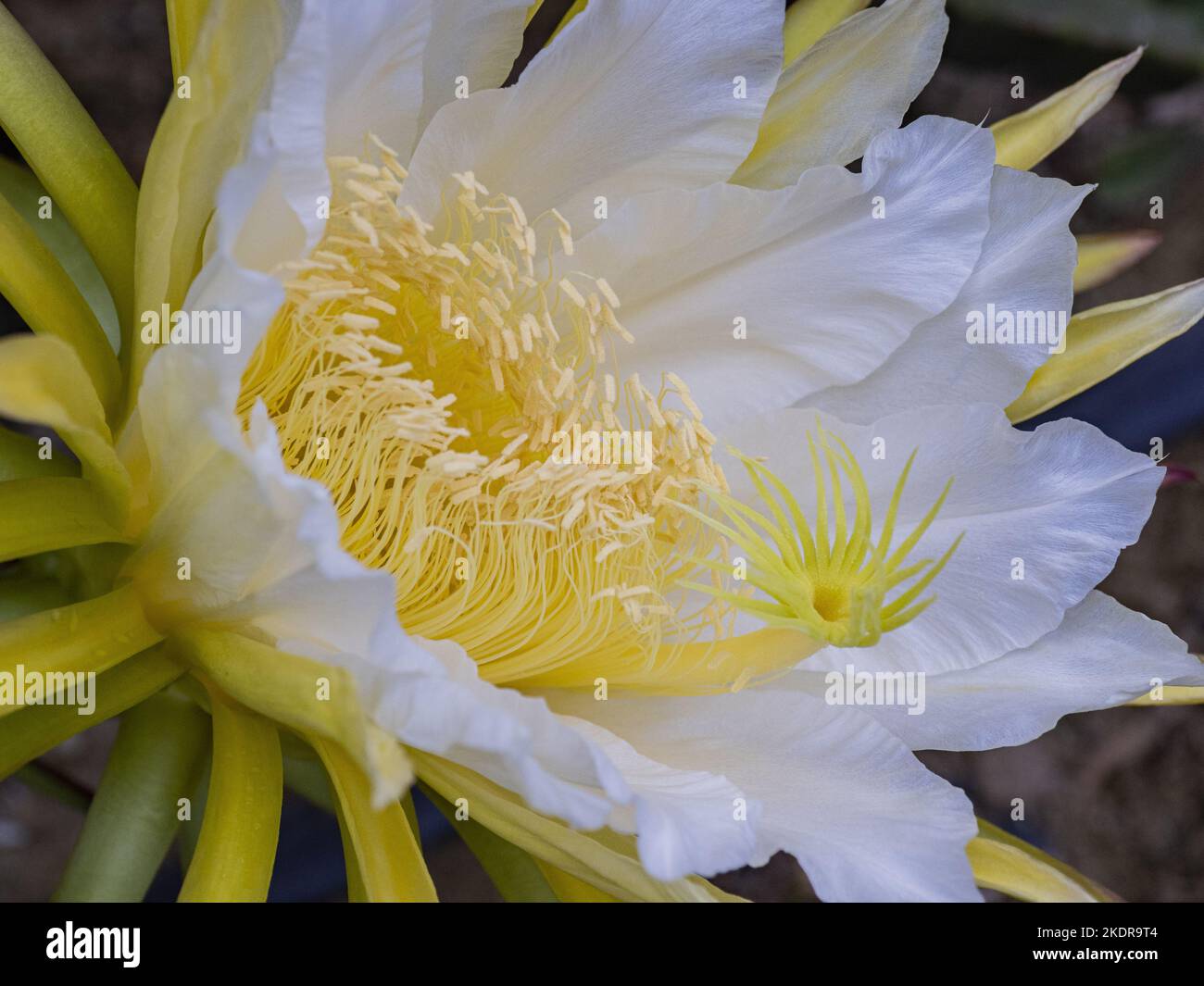 Jade dragon fruit hi-res stock photography and images - Alamy